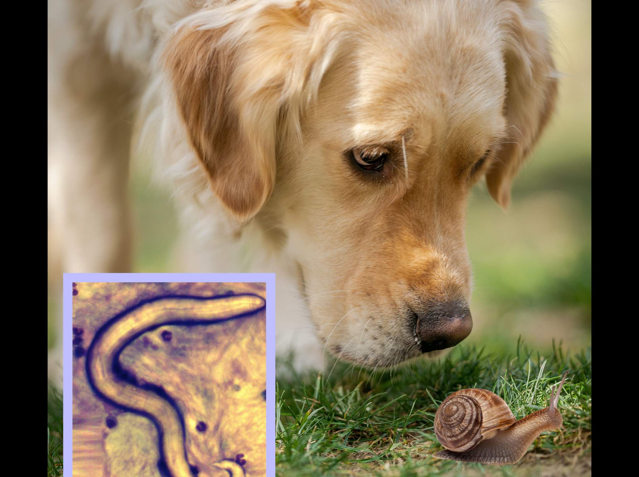 Lungworm Test for Dogs | Blood Test | More accurate than faecal testing